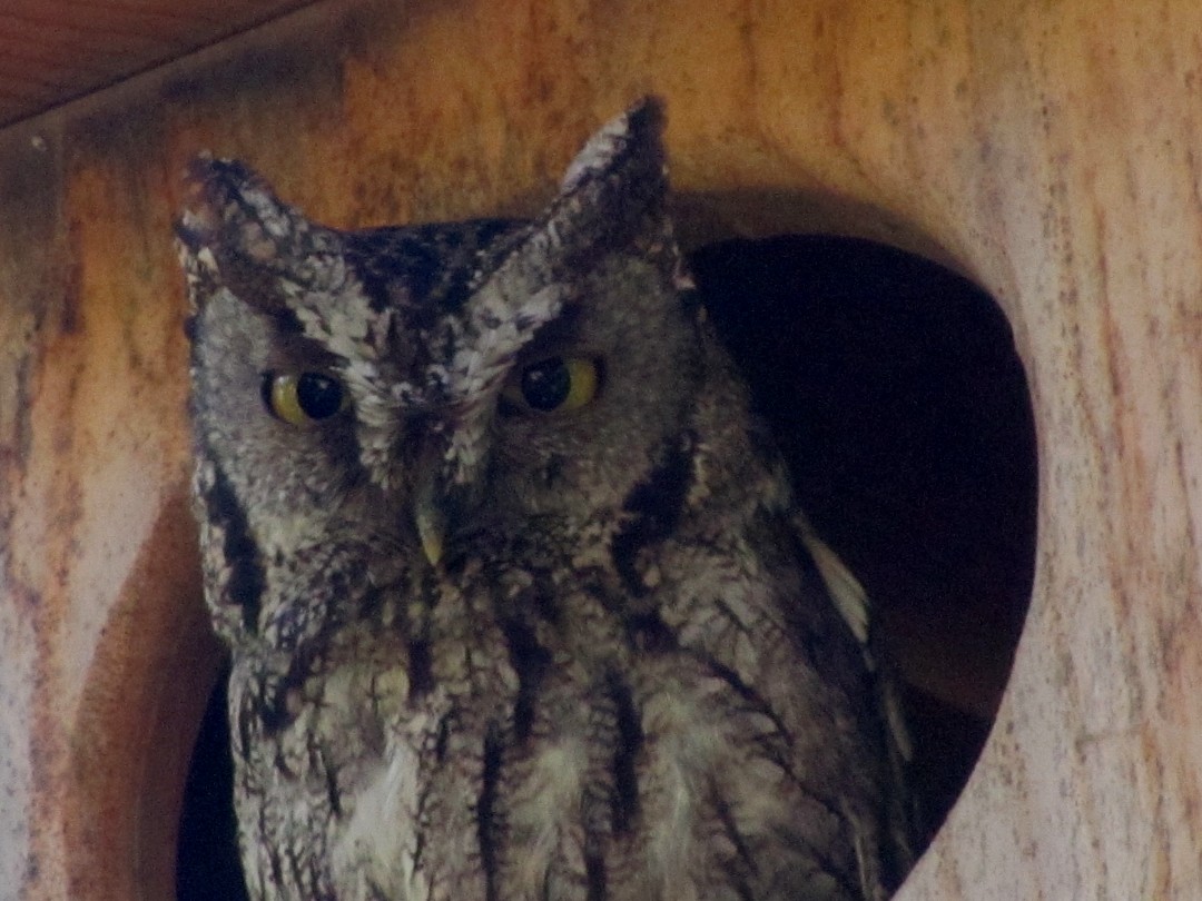 OWL SCOWL REVISITED | Towheeblog