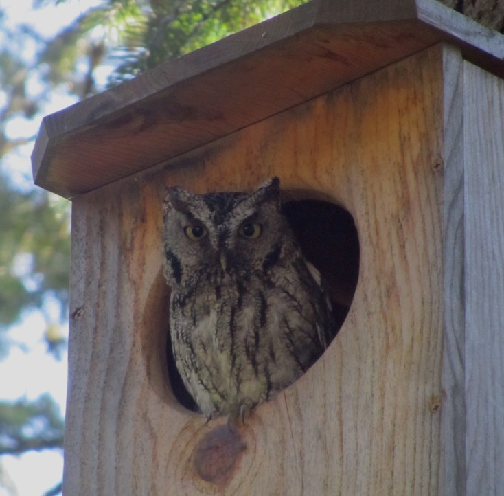 OWL SCOWL REVISITED | Towheeblog