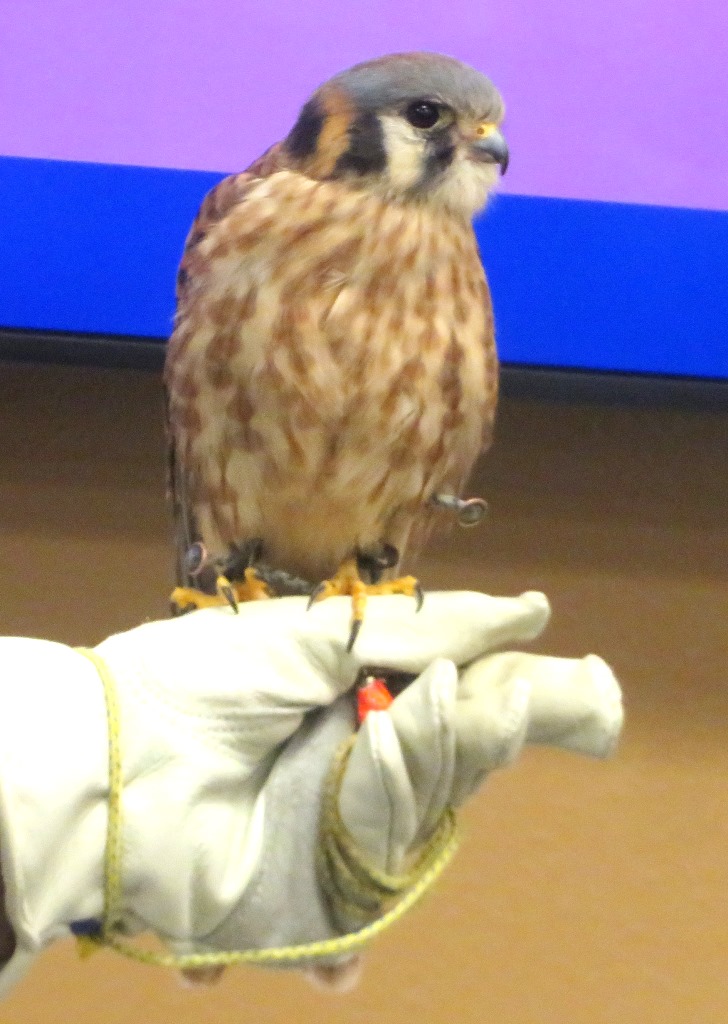 THE LIVING MASCOT | Towheeblog