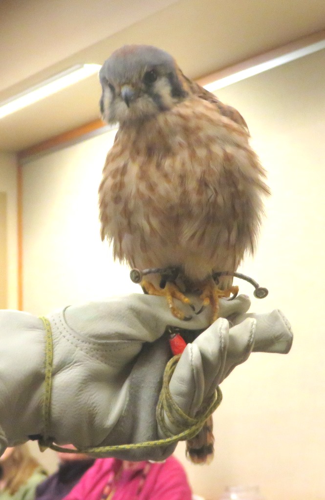 THE LIVING MASCOT | Towheeblog