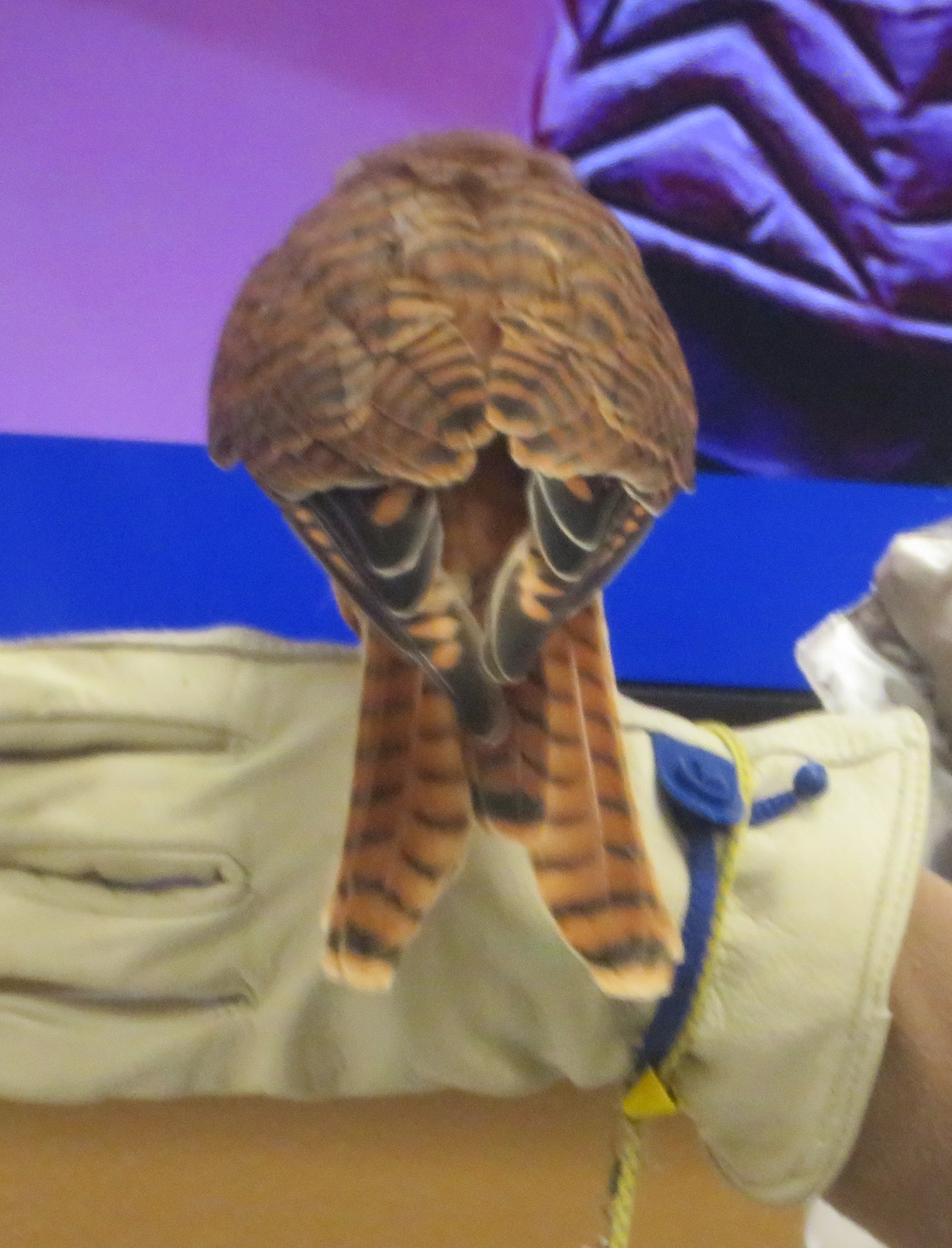 THE LIVING MASCOT | Towheeblog